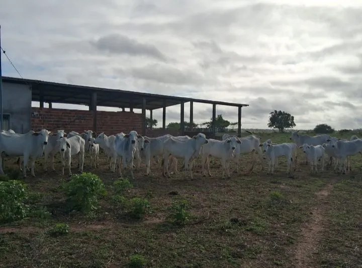 "vaca nelore" - Animais para agropecuária no Brasil