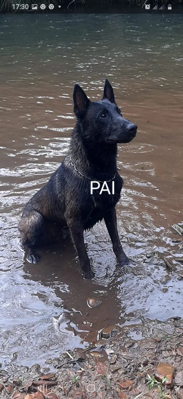 "mallinois" no Brasil