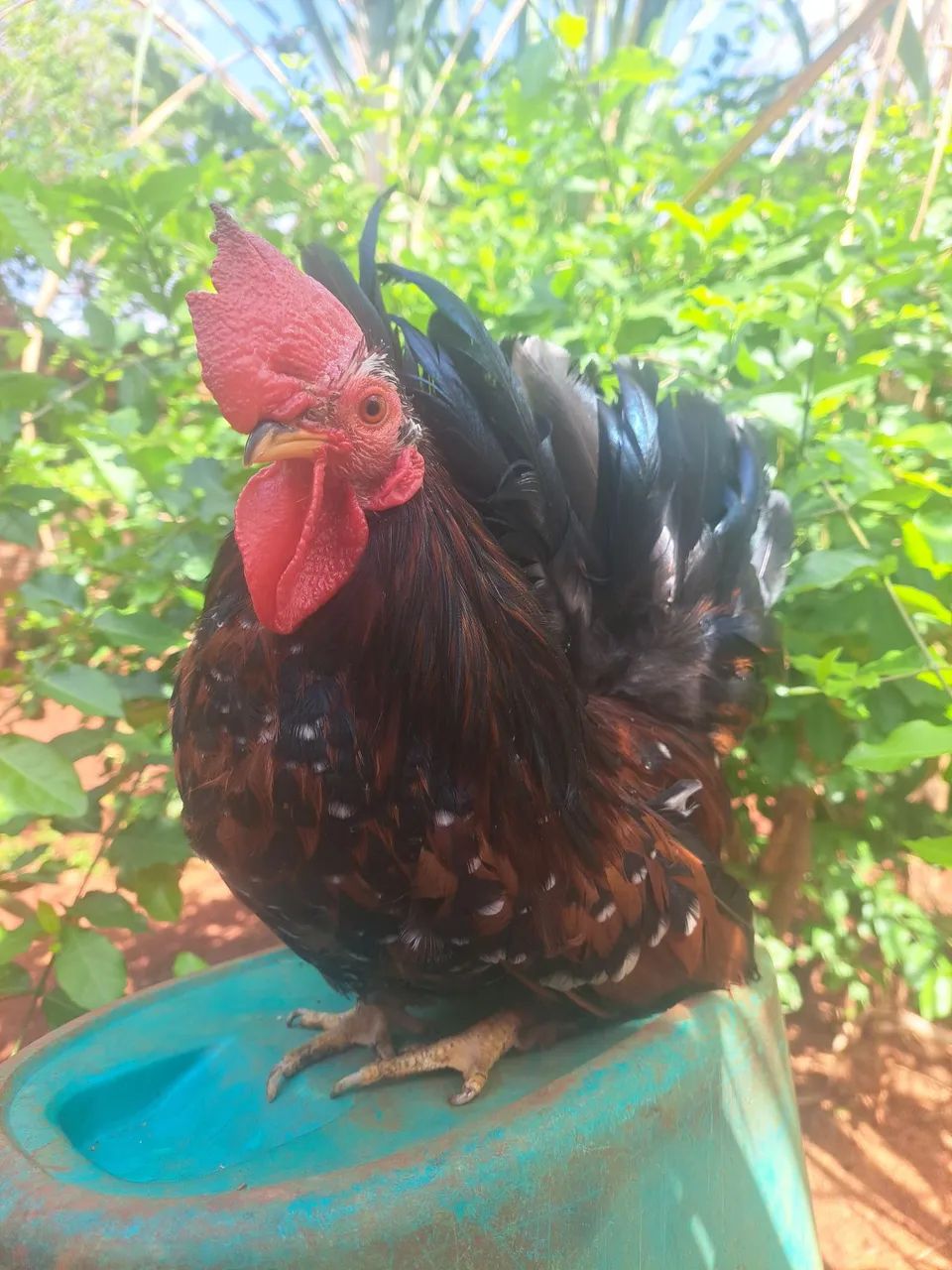 Garnizé Nagasaki - Animais para agropecuária - Nova Veneza 1452793811 | OLX