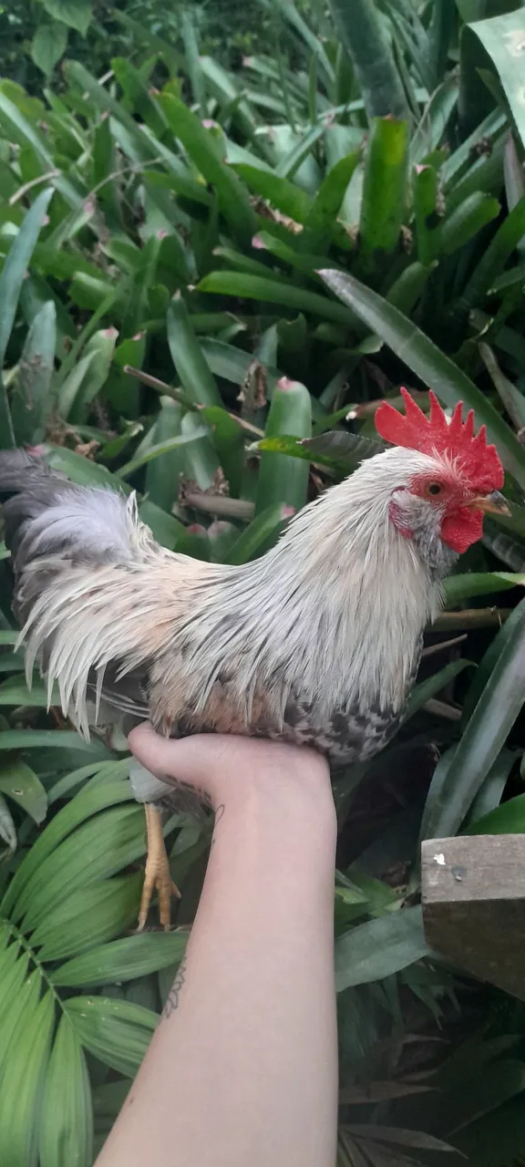 "galinhas garnizes" no Brasil