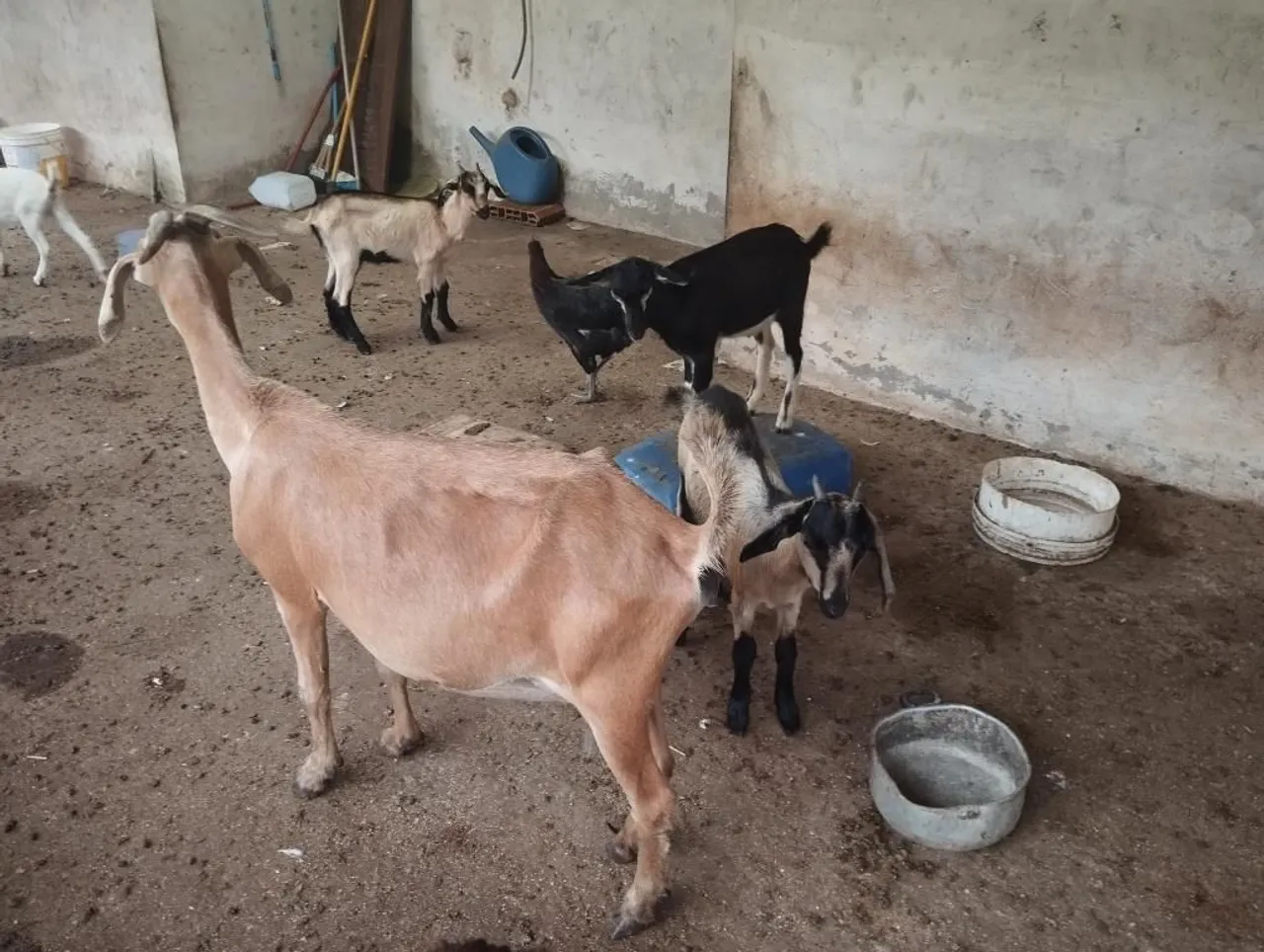 "bode filhote" no Brasil