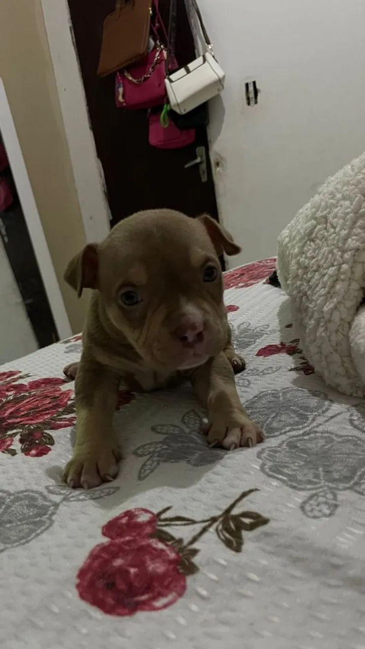 Filhode de American Bully fêmea micro tri chocolate - Cachorros ...