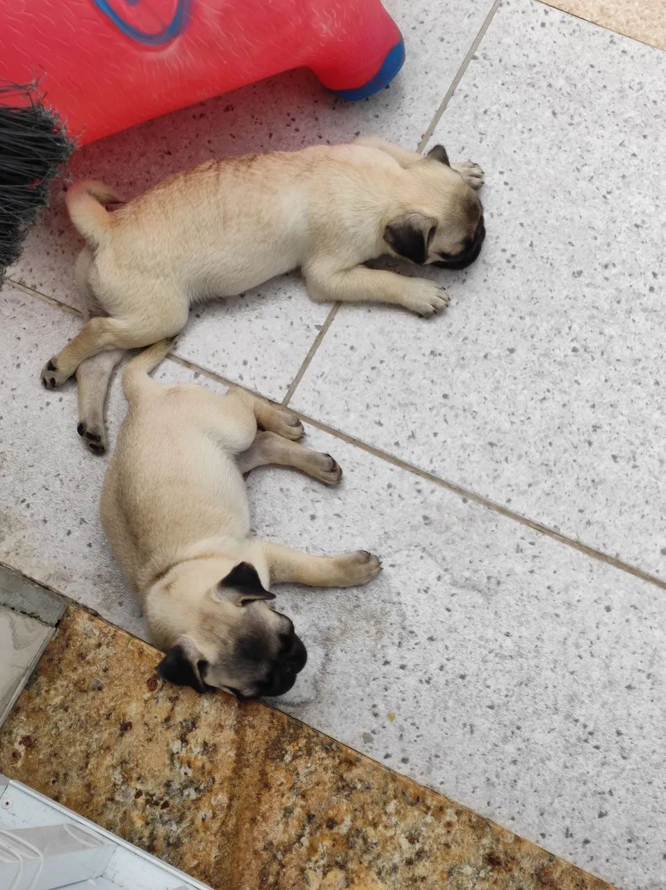 Linda Pug Fêmea. - Cachorros - Village Rio das Ostras, Rio das Ostras ...