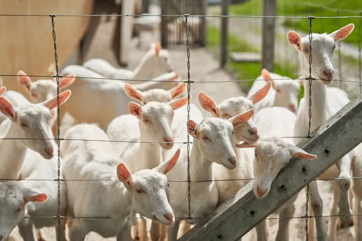 "cabra leiteira" no Brasil