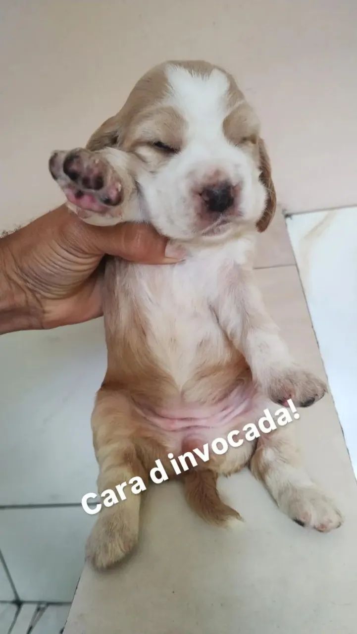 Filhotes de cocker spaniel inglês - Cachorros - Praia do Meio, Natal ...