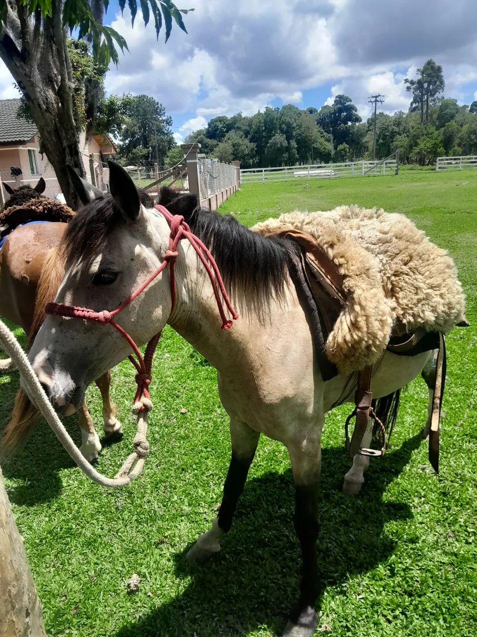 Vendo potranca recém domada - Animais para agropecuária - Balsa Nova ...