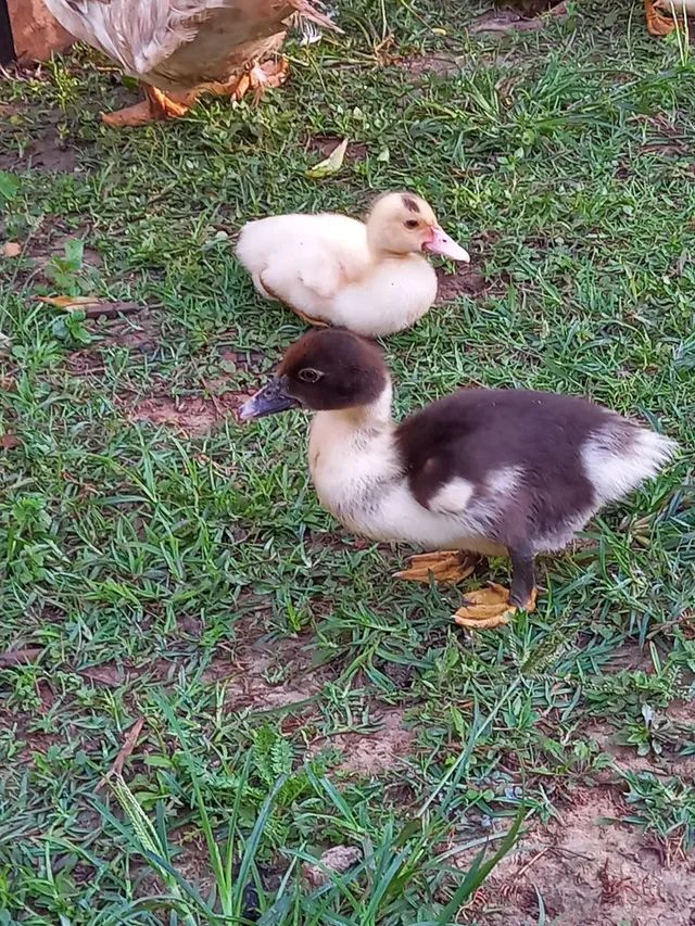 "filhotes de patos" no Brasil