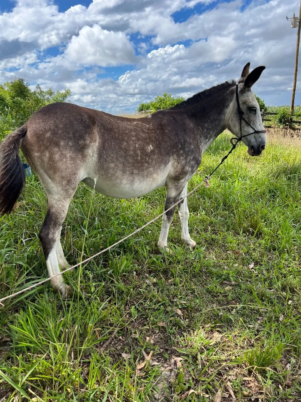 "uma mula" no Brasil