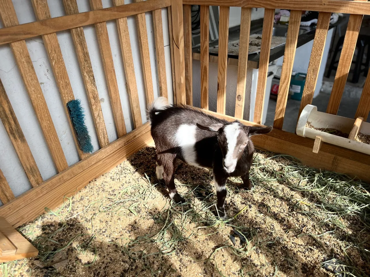 "mini cabras" no Brasil