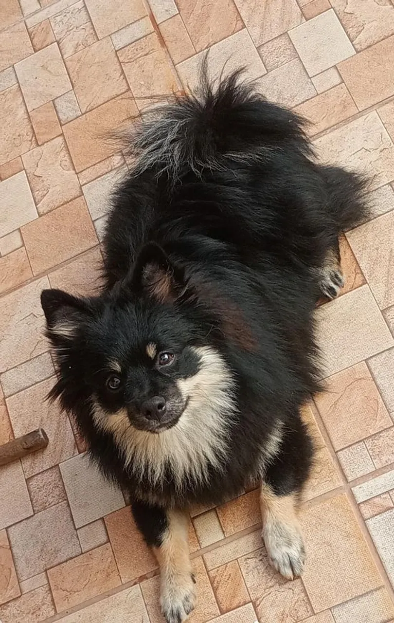 "cachorros spitz alemao" - Cachorros no Brasil