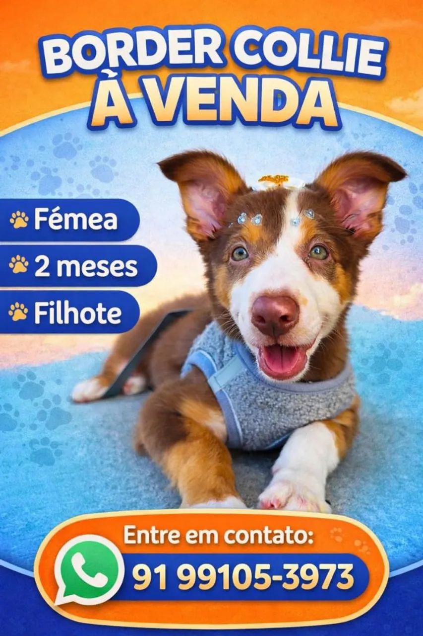 Border Collier feme 2 meses de vida - Cachorros - Apeú, Castanhal ...