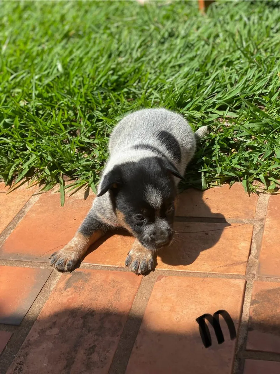 "filhotes de blue heeler" - Cachorros no Brasil