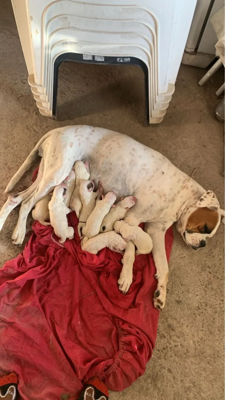 "filhotes de boxer" - Cachorros no Brasil