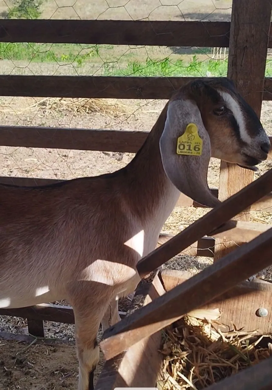 "cabritos" no Brasil