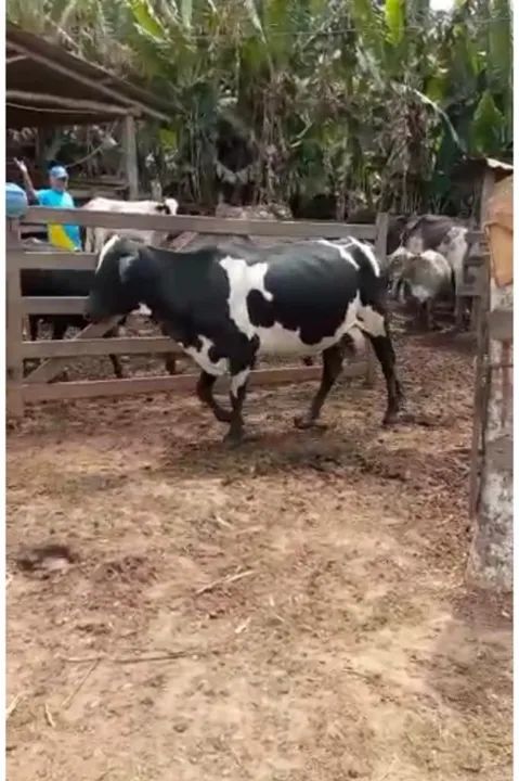 Vaca Bezerro Macho Fêmea Boi Vacas Gado Girolando Leitero Gir Leite 50 ...