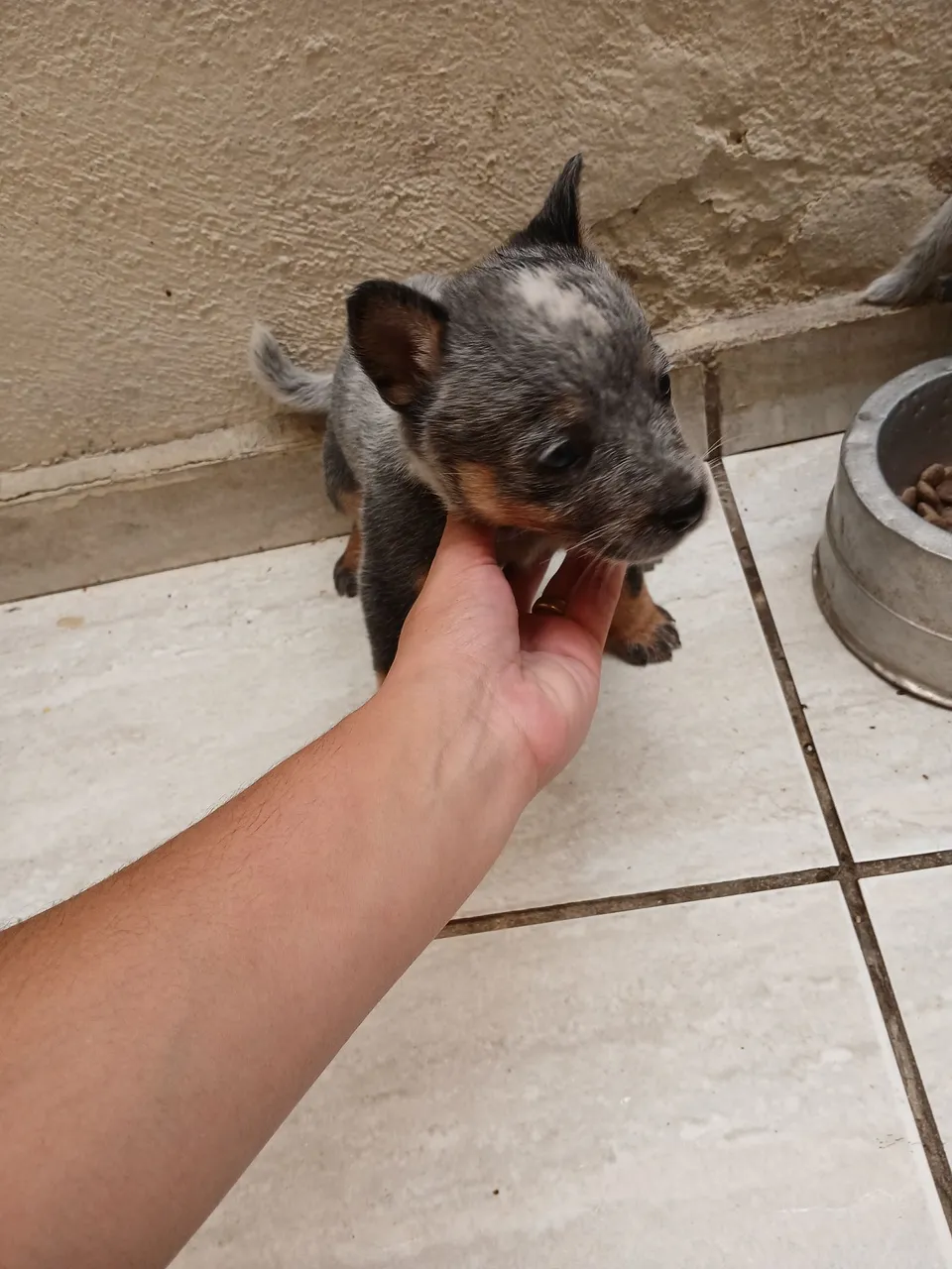 "cachorros blue heeler" - Cachorros no Brasil