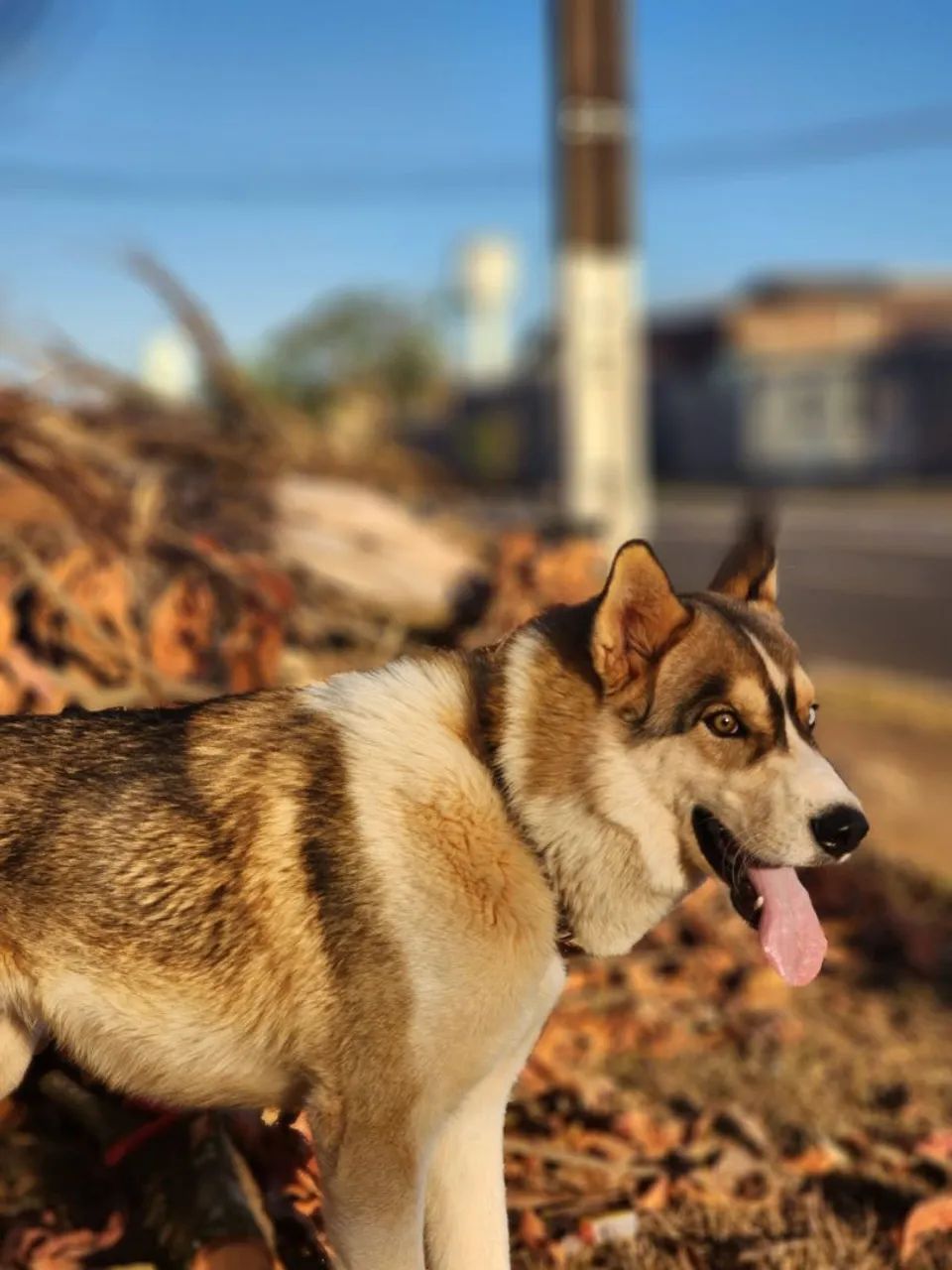 Doa-se Husky Siberiano - Cachorros - Conjunto Habitacional Jardim Sabiá ...