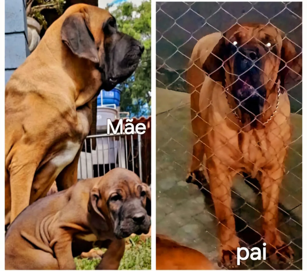 "filhote fila" - Cachorros no Brasil