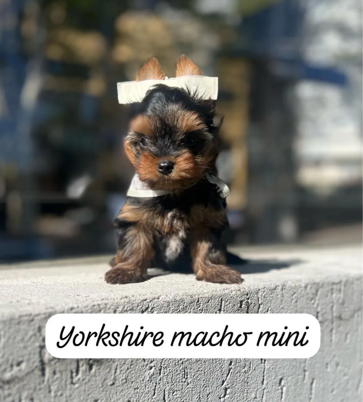 "yorkshire terrier mini" - Cachorros no Brasil