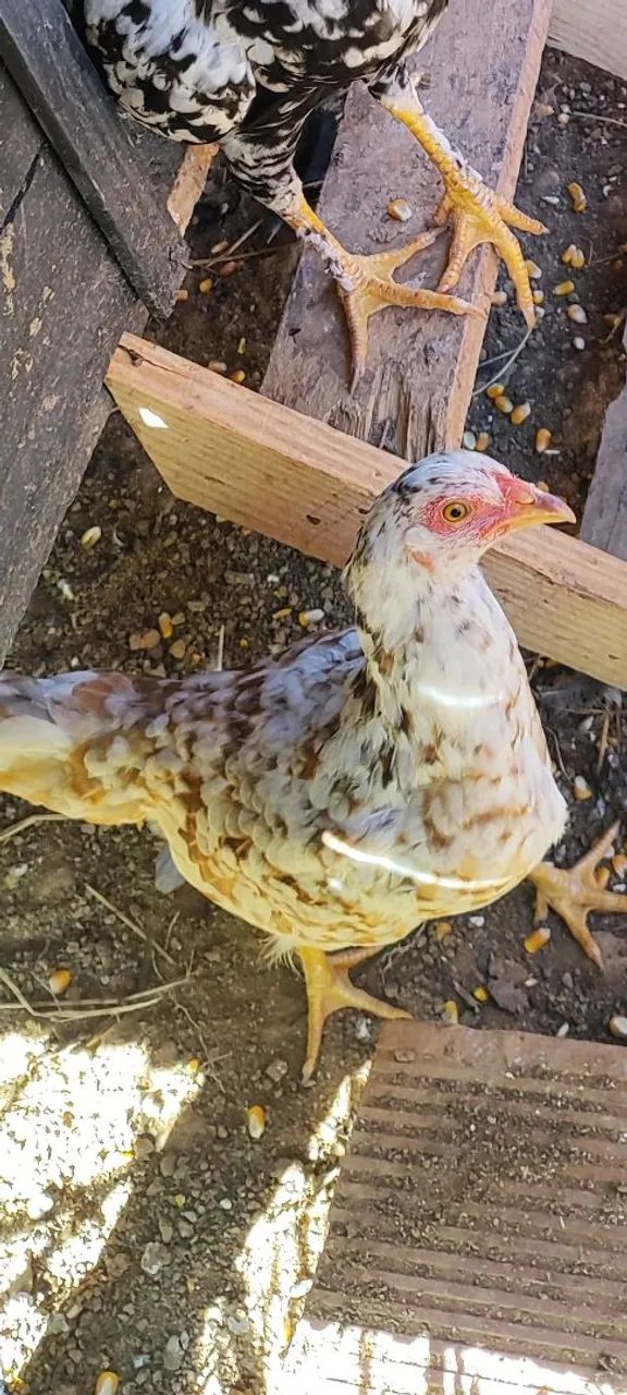 Frangos garnizes - Animais para agropecuária - Vila Nova, Barra Mansa ...