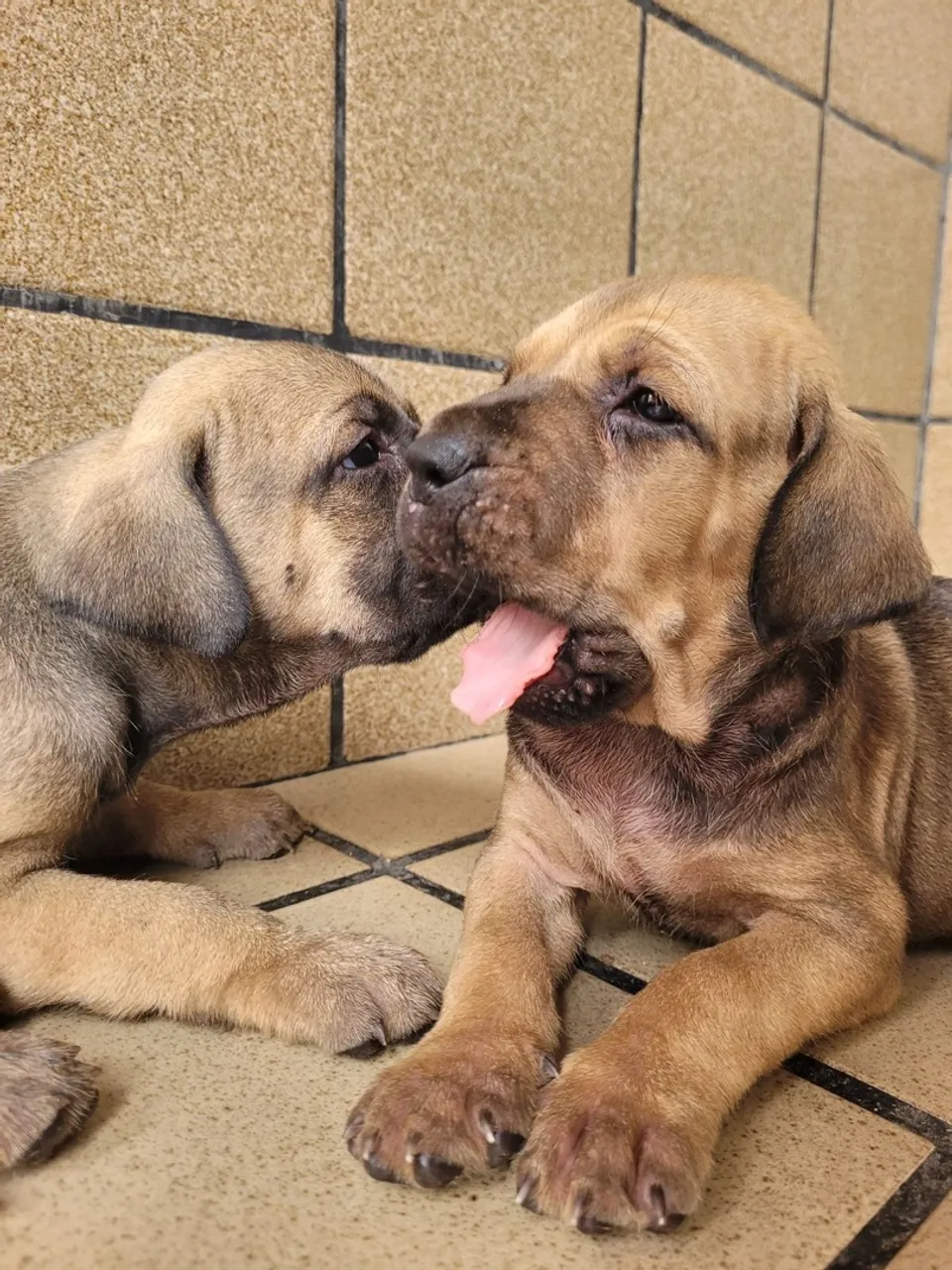 "filhote fila" - Cachorros no Brasil