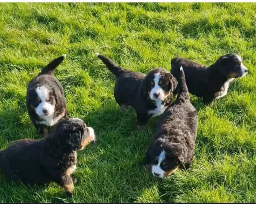 "filhotes de bernese" - Cachorros no Brasil