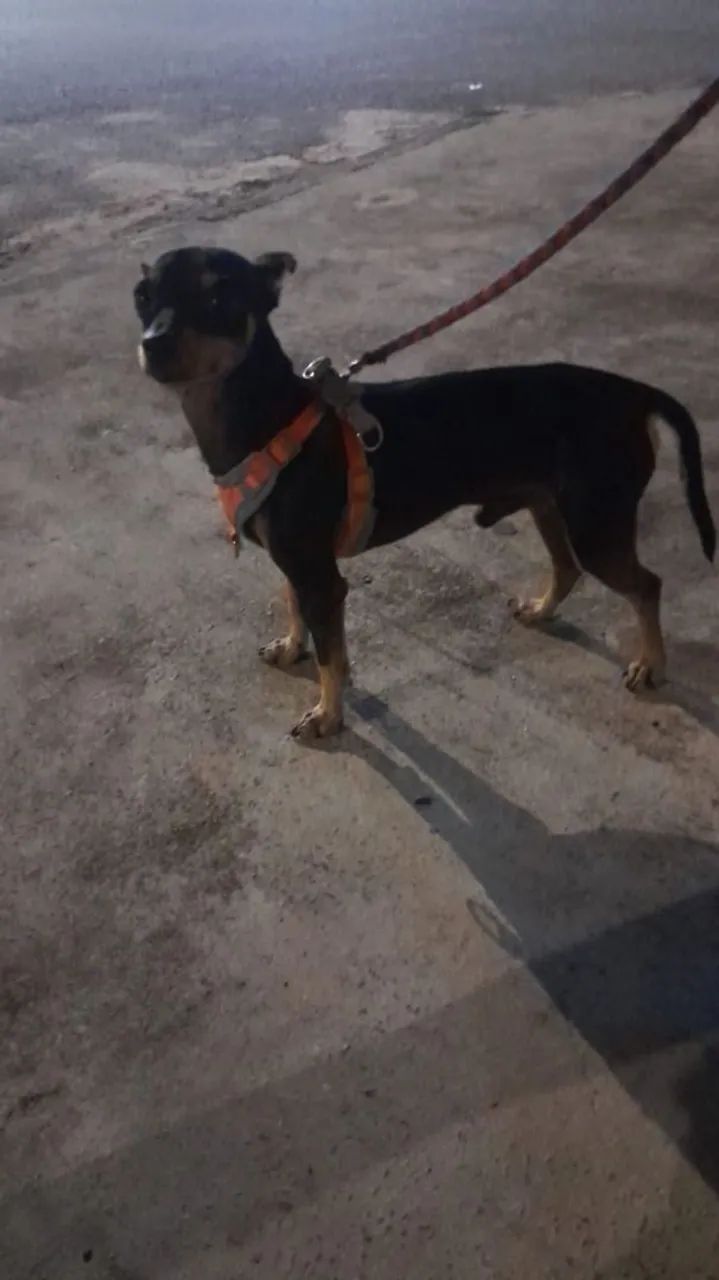 Cachorro pinscher para tocar na televisão - Cachorros - Dom Luciano ...