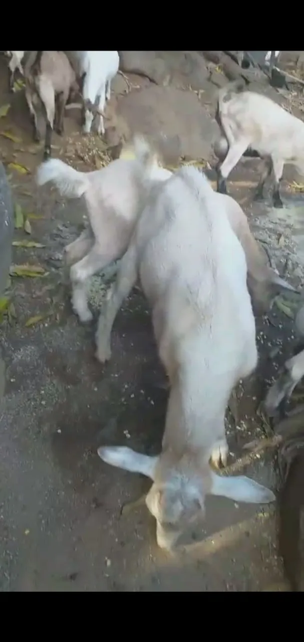 "bodes e cabras" no Brasil