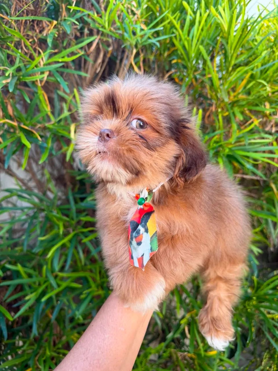 Shih tzu mini exótico - Cachorros - Porenquanto, Teresina 1505169671 | OLX