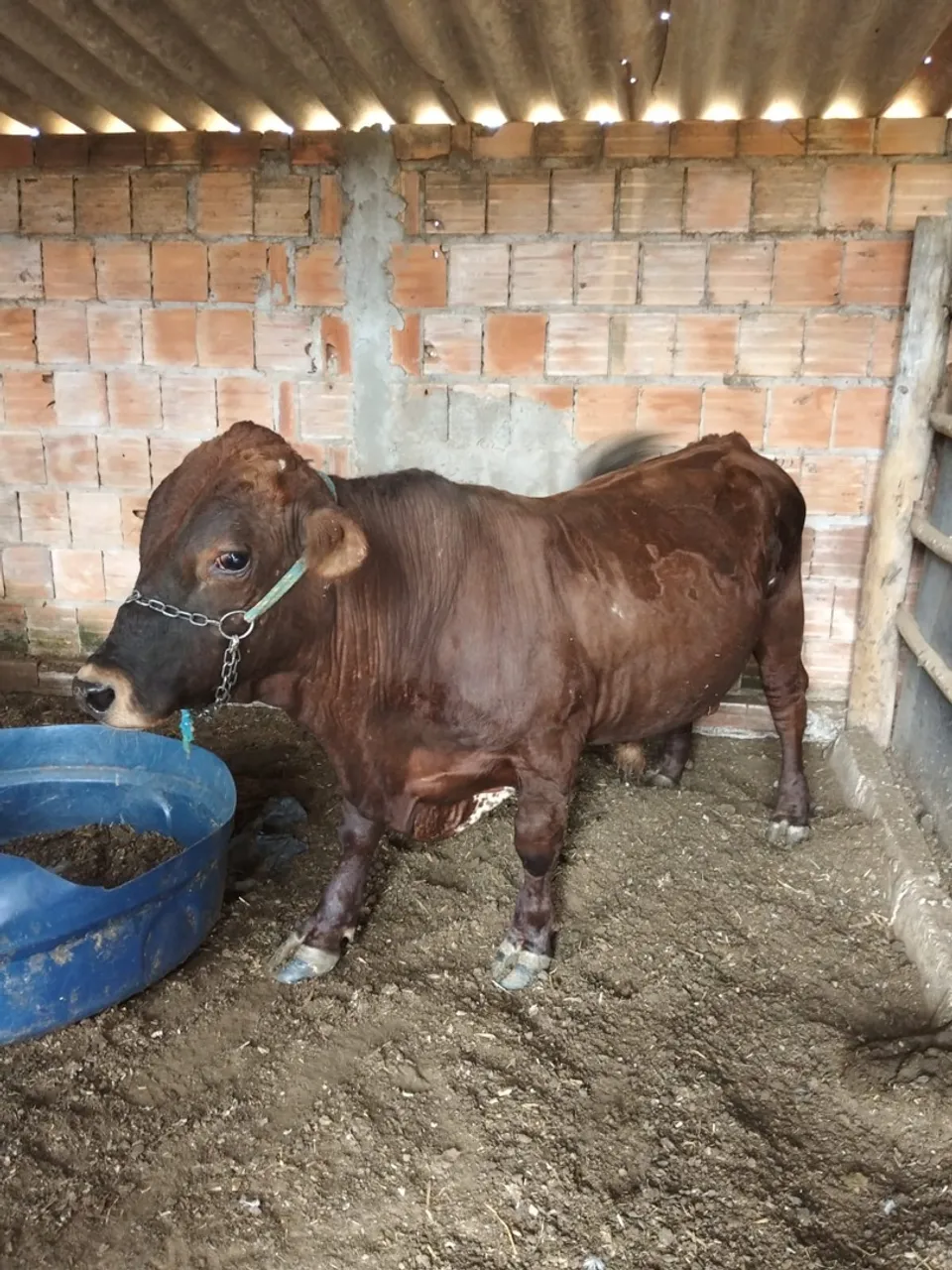 "boi mini boi" - Animais para agropecuária no Brasil