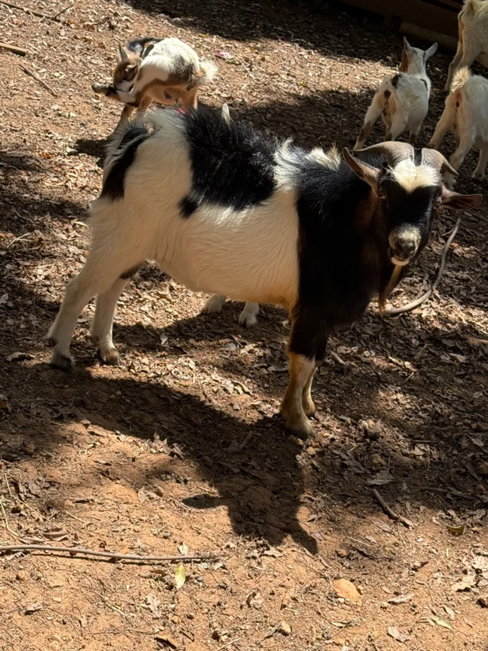 "mini cabras" no Brasil