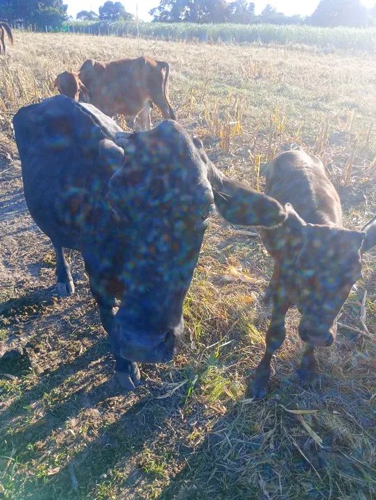 Vendo mini vaca e Mini touro lindos - Animais para agropecuária ...