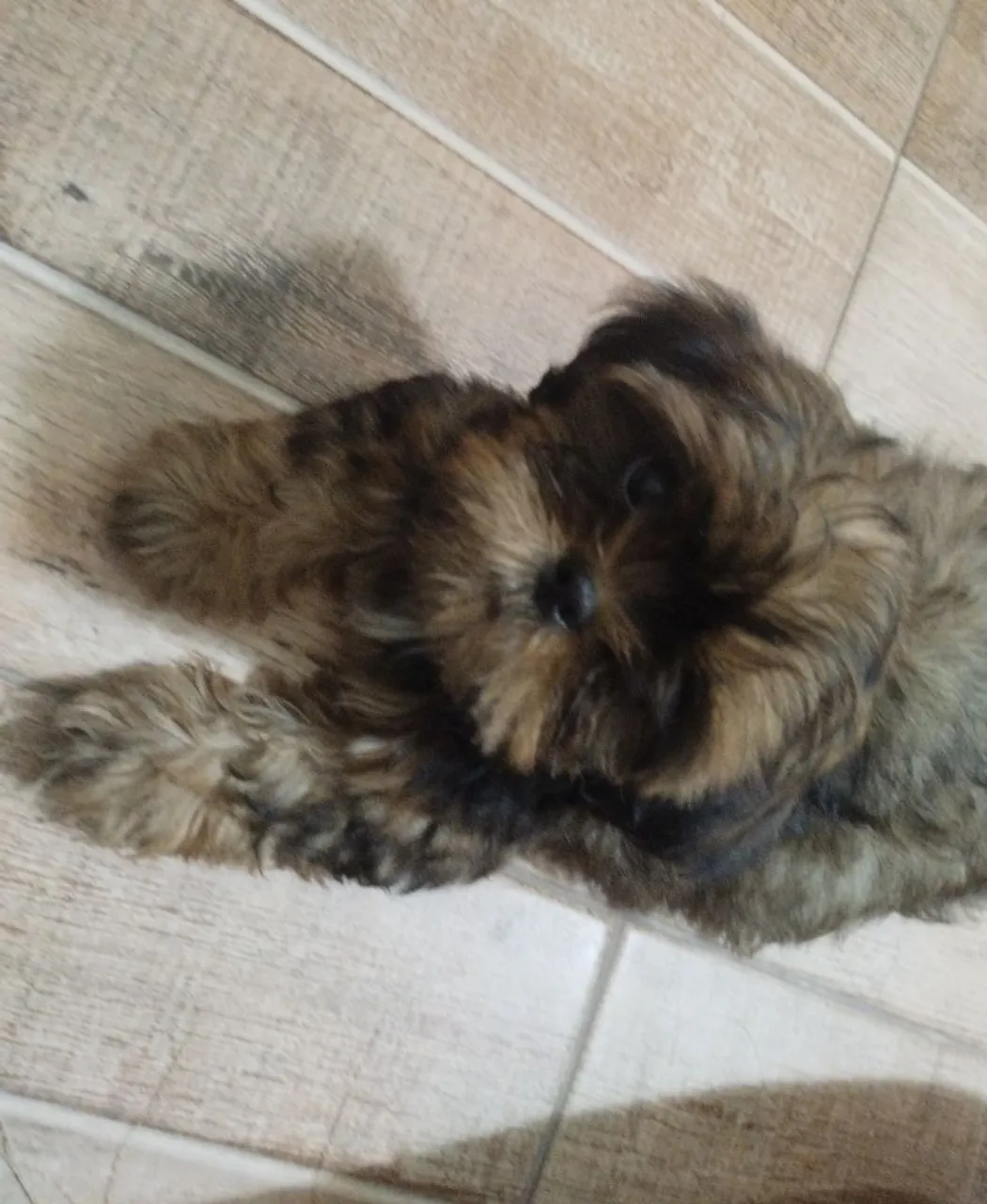 "filhotes de shih tzu" - Cachorros no Brasil