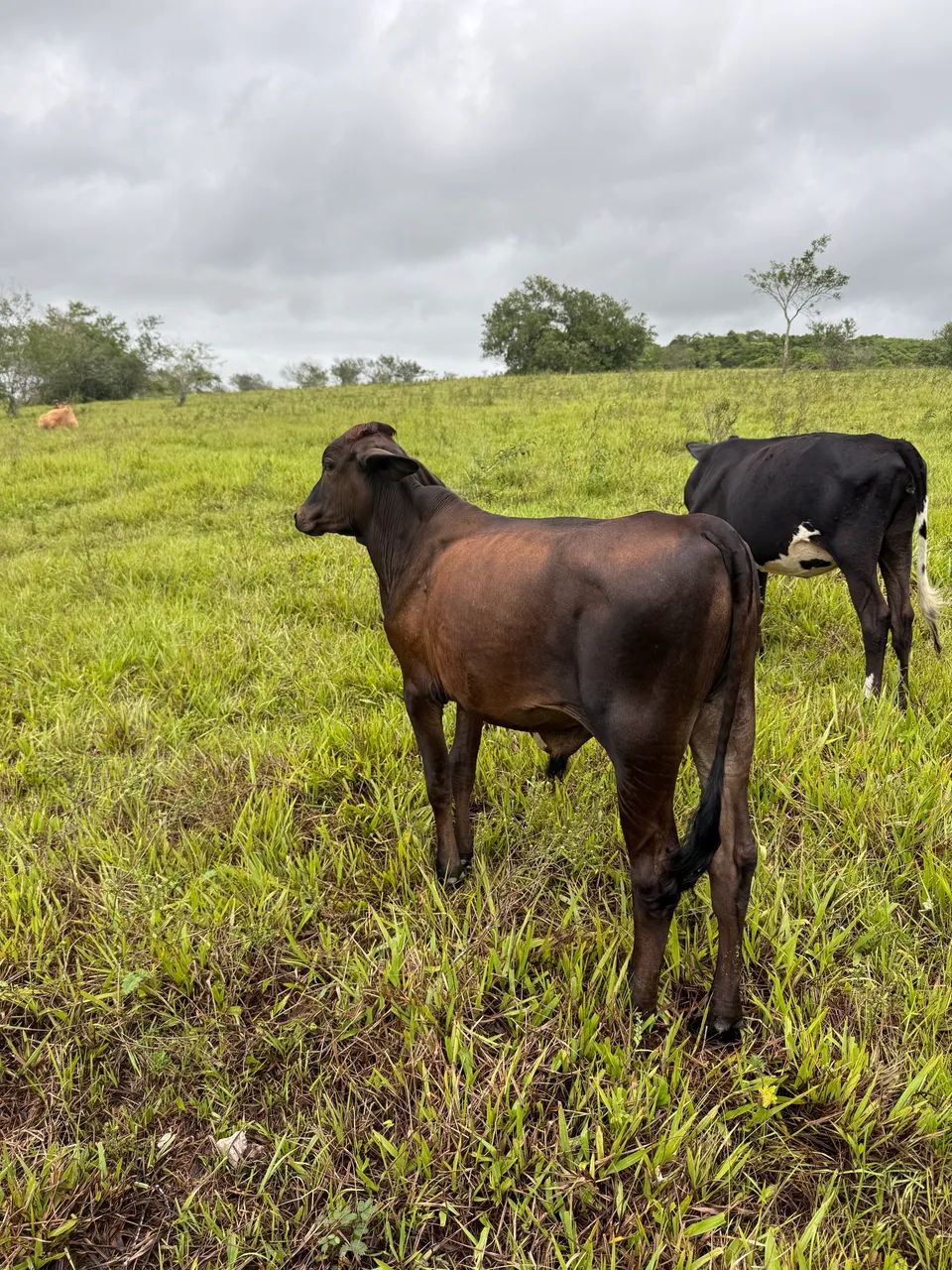 Garrote tourinho 1/2 sindi - Animais para agropecuária - São Vicente De ...
