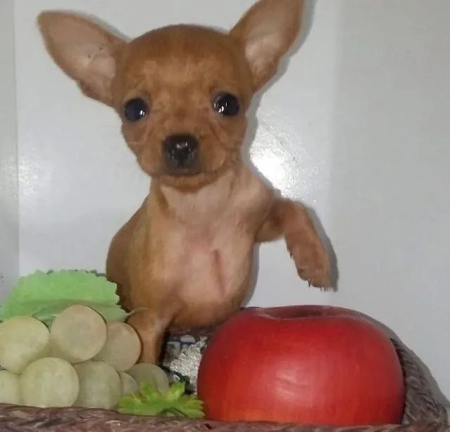 "pinscher micro zero" no Brasil
