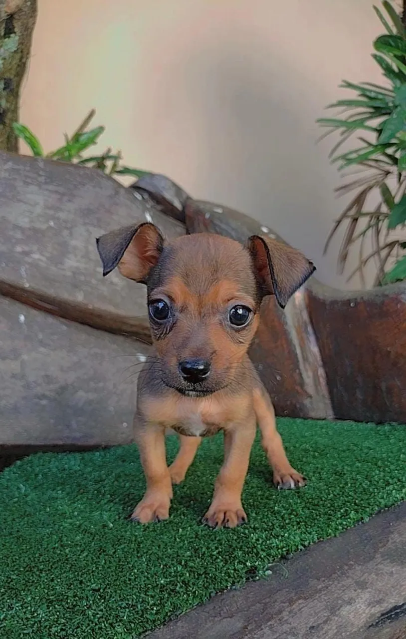 "pinscher 0" - Cachorros no Brasil