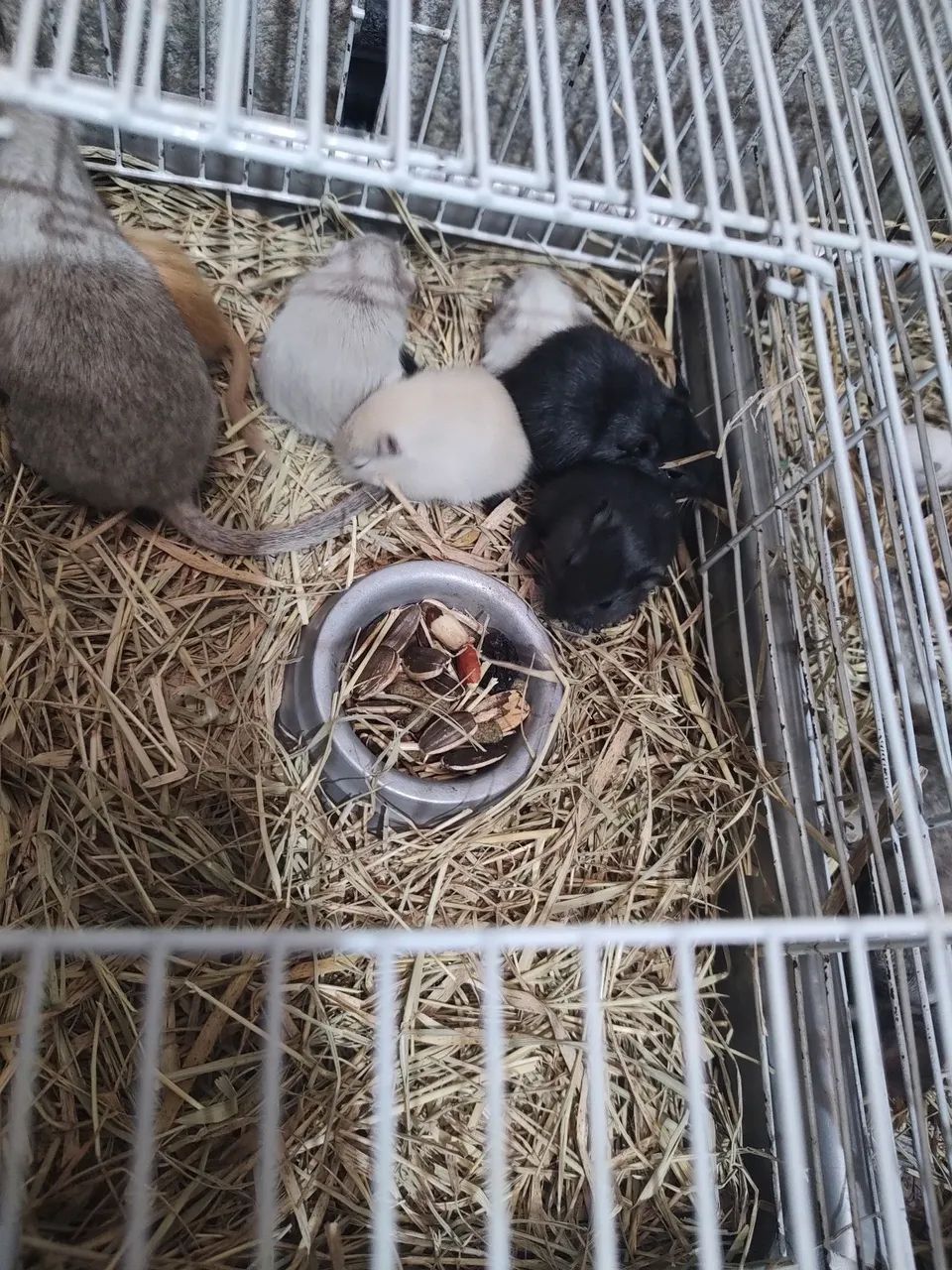 Esquilo Gerbil - Outros animais - Vila Prudente, São Paulo 1460478170 | OLX