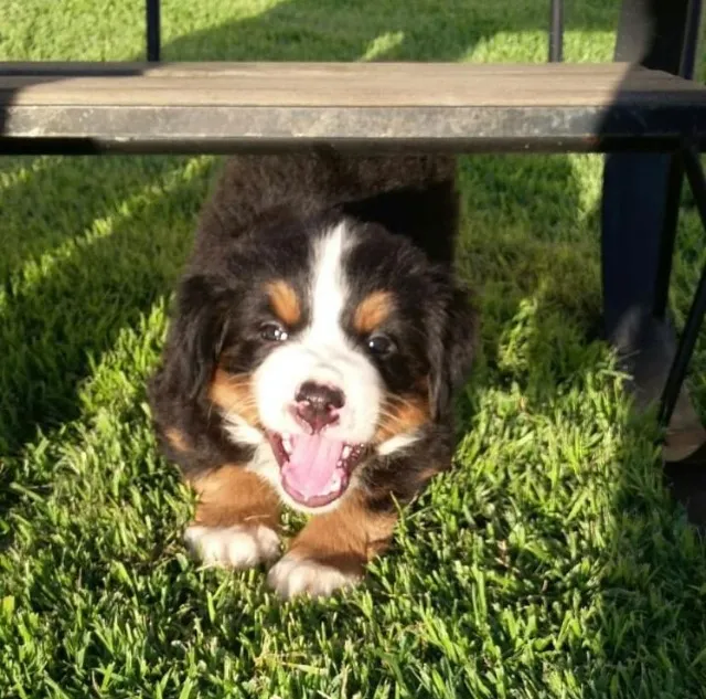 "filhotes de bernese" - Cachorros no Brasil