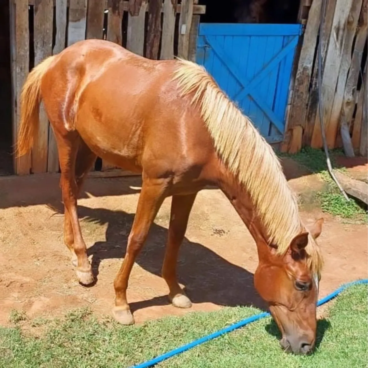 Cavalos em São Paulo
