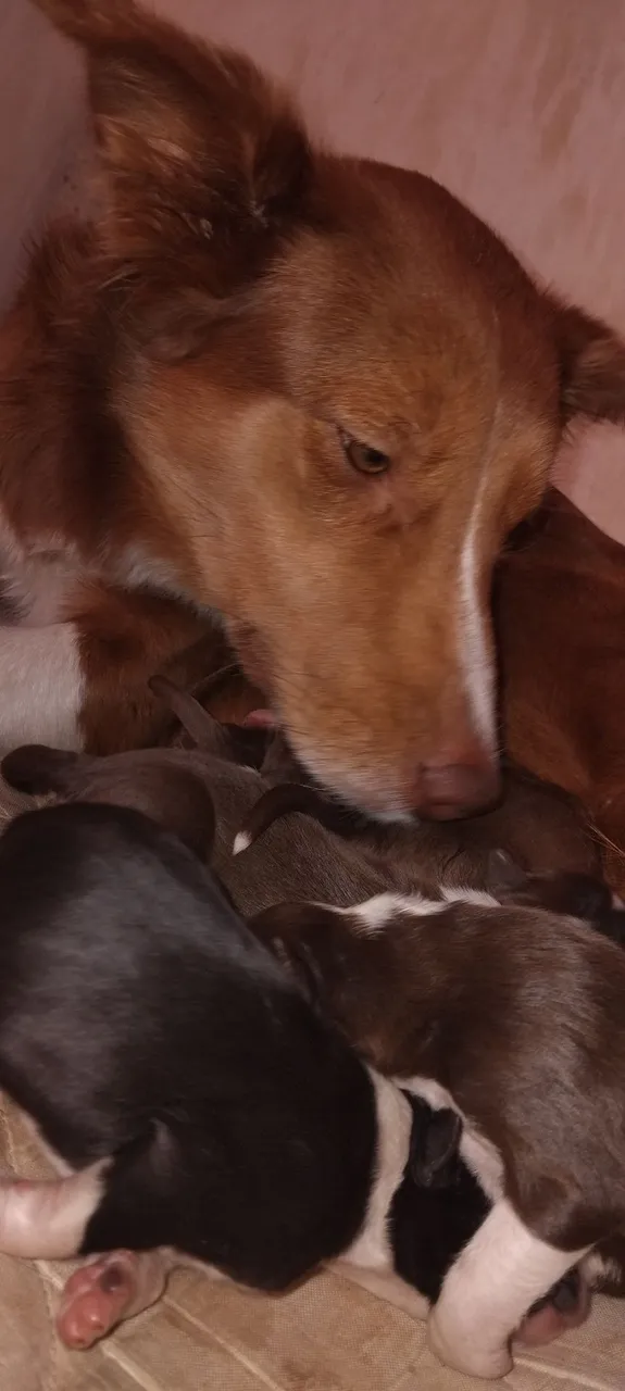 "bode filhote" no Brasil