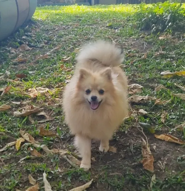 "spitz alemao pequeno" - Cachorros no Brasil
