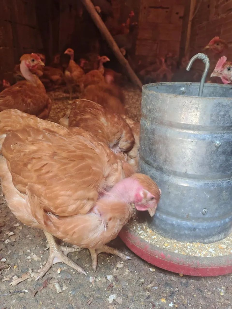 Frangos e Frangas Label Rouge - Animais para agropecuária - Jardim ...