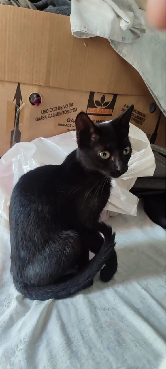 Gato macho pra adoção - Gatos - Residencial Tuzimoto, Goiânia ...