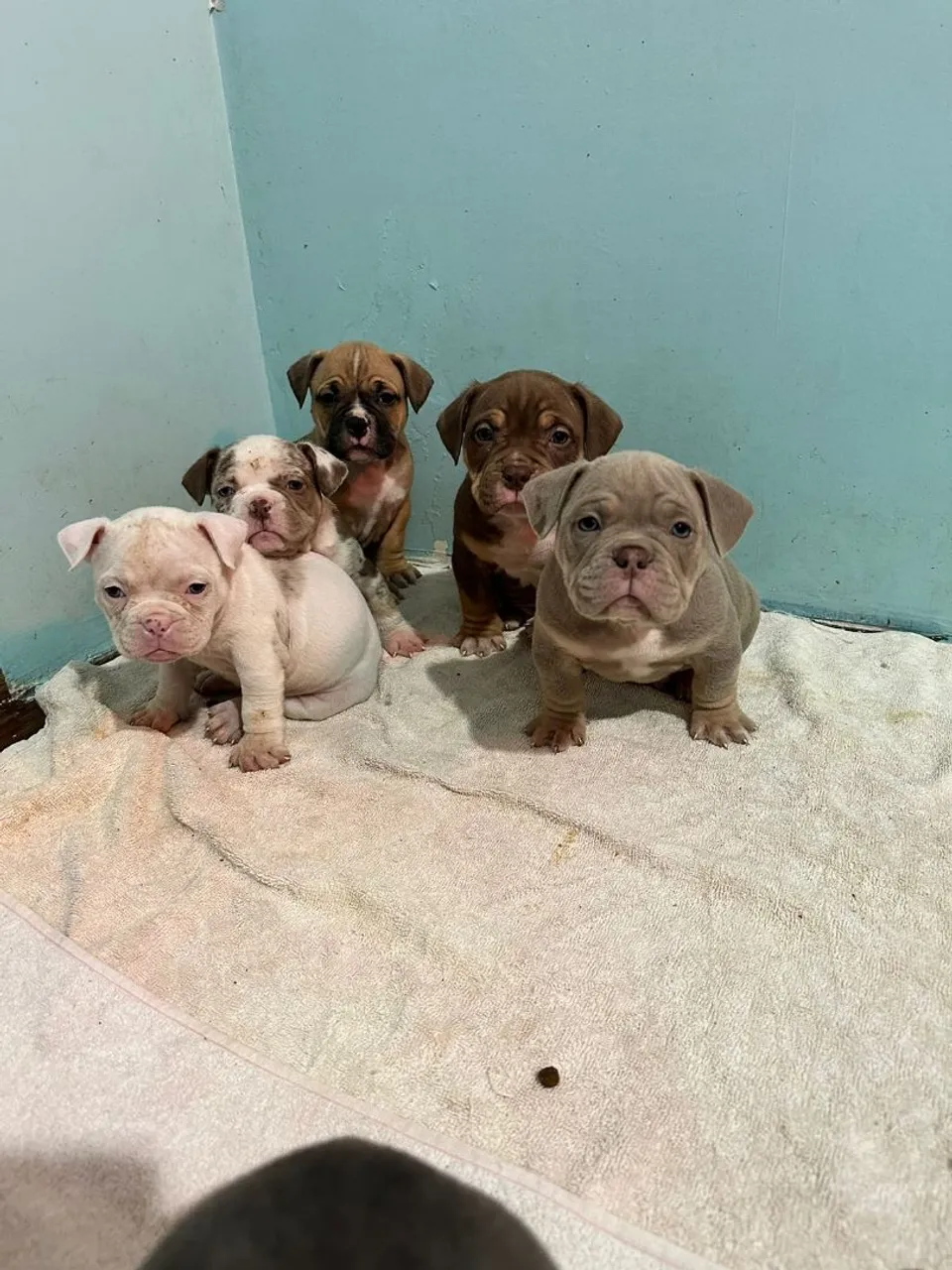 "filhotes de american bully" - Cachorros no Brasil