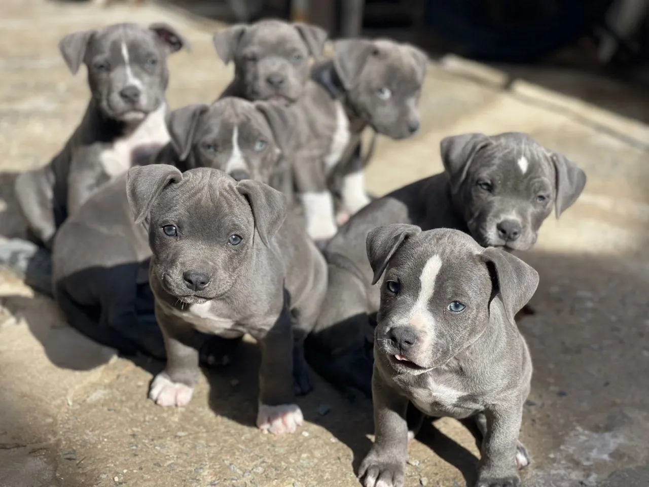 "filhotes de american bully" - Cachorros no Brasil
