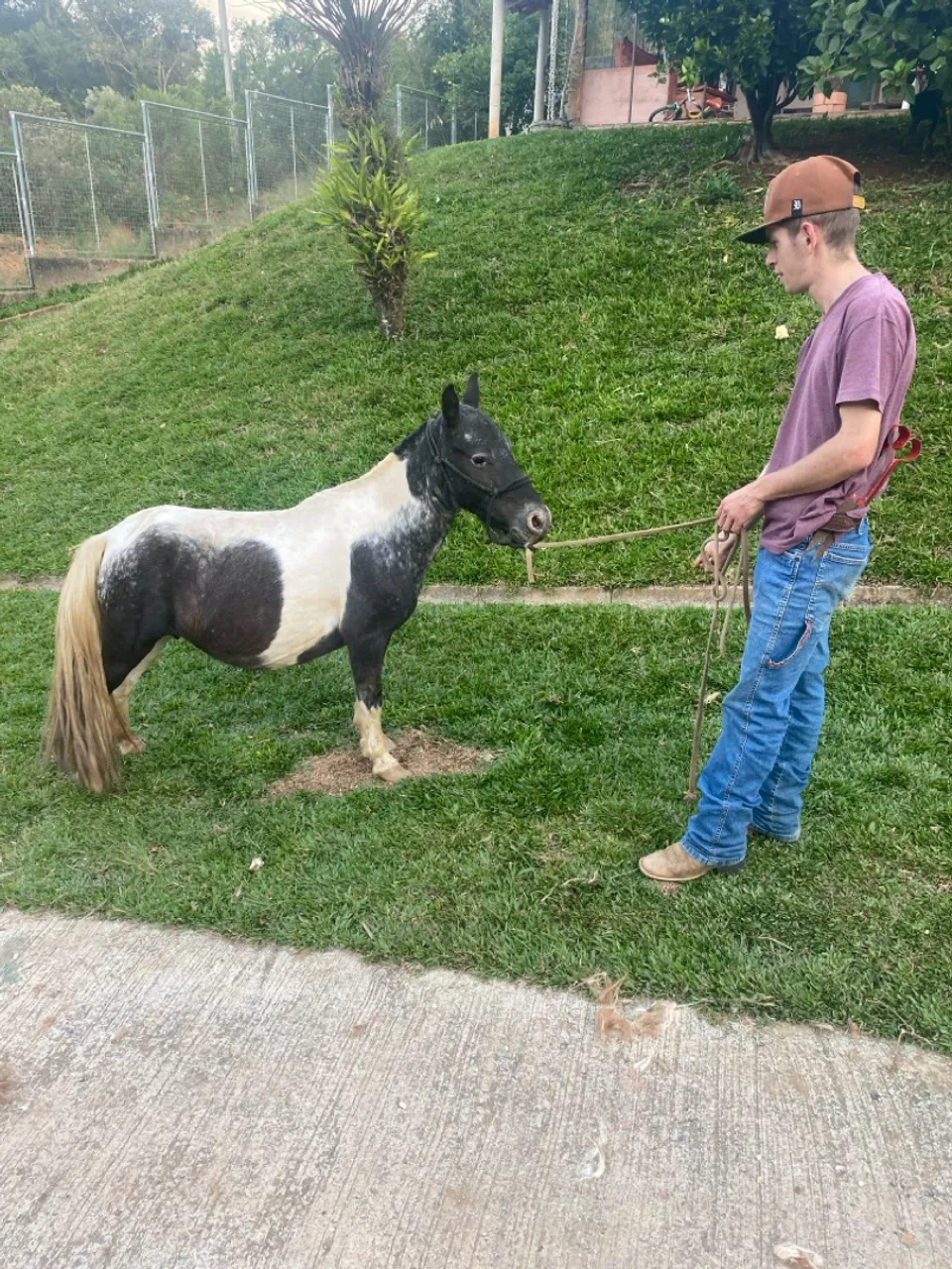 "mini ponei" no Brasil