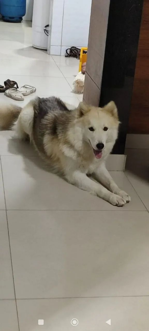 Husky siberiano - Cachorros - Santa Bárbara 1467200129 | OLX