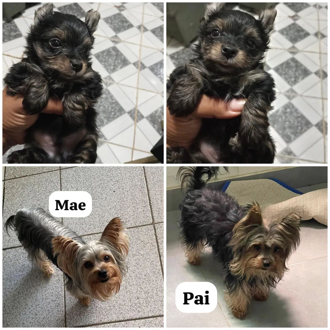 Yorkshire - Cachorros - Boca da Mata, Salvador 1472142820 | OLX