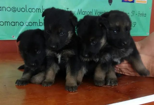 "pastor alemao puro" no Brasil