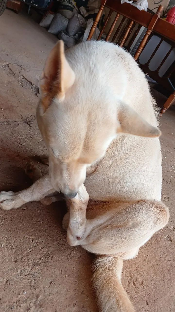 Doação husky siberiano - Cachorros - Hidrolândia 1468450679 | OLX